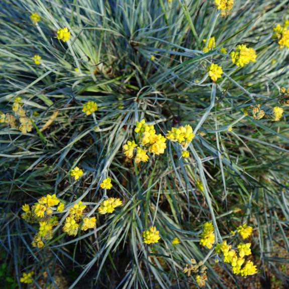 Buy Ground Cover Plants | Ground Cover Grasses Delivered