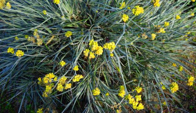 Buy Ground Cover Plants | Ground Cover Grasses Delivered