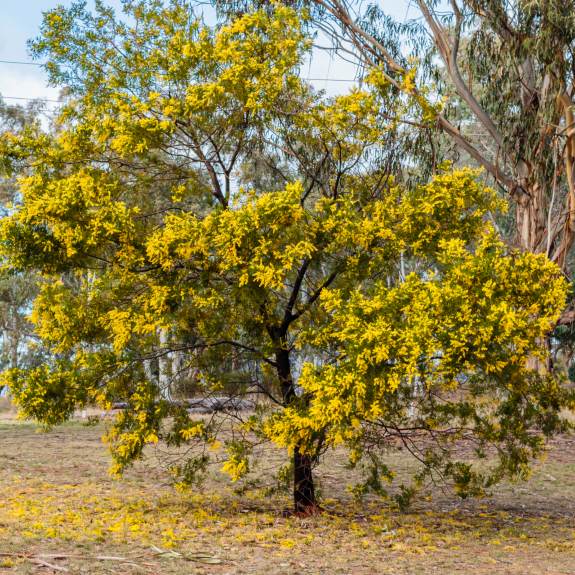 Wattle Plants for Sale | Acacia Plants & Shrubs Delivered