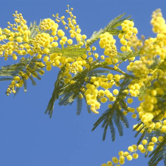 Wattle Plants for Sale | Acacia Plants & Shrubs Delivered