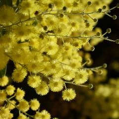 Wattle Plants for Sale | Acacia Plants & Shrubs Delivered