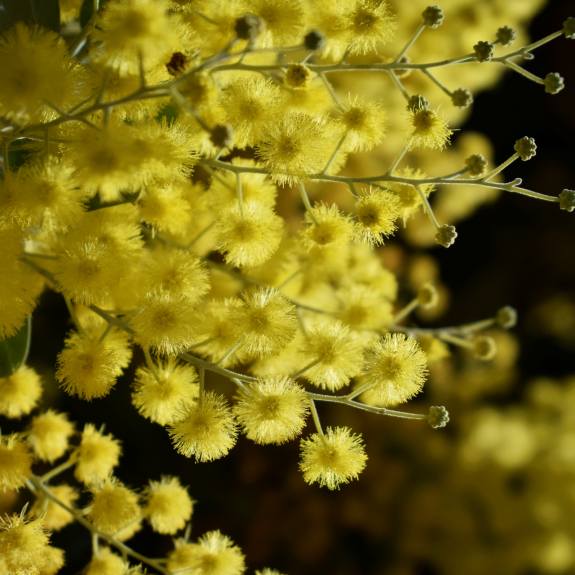 Wattle Plants for Sale | Acacia Plants & Shrubs Delivered