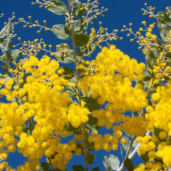 Wattle Plants for Sale | Acacia Plants & Shrubs Delivered
