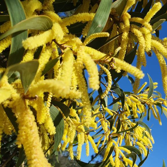 Wattle Plants for Sale | Acacia Plants & Shrubs Delivered
