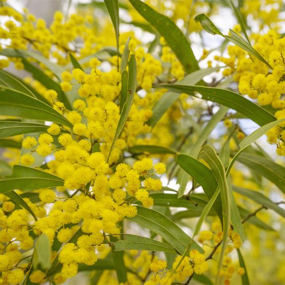 Wattle Plants for Sale | Acacia Plants & Shrubs Delivered