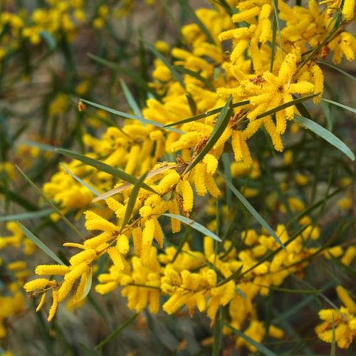 Wattle Plants for Sale | Acacia Plants & Shrubs Delivered