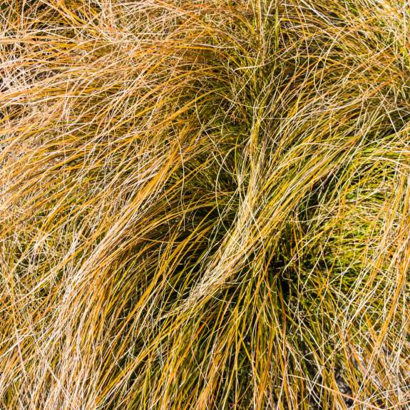 Exotic Plants Melbourne | Tropical Plants For Sale