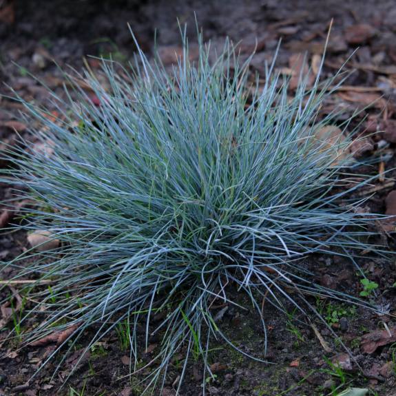 Drought Tolerant Grass Plants | Drought Tolerant Grass For Sale
