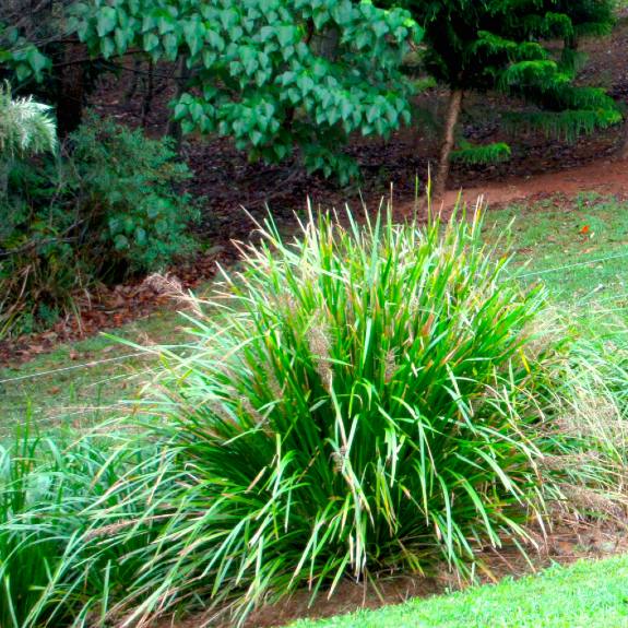 Drought Tolerant Grass Plants | Drought Tolerant Grass For Sale