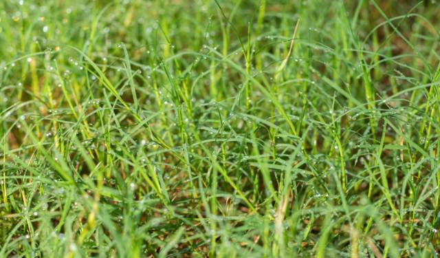 Full Sun Grass Plants | Native & Ornamental Grass Plants