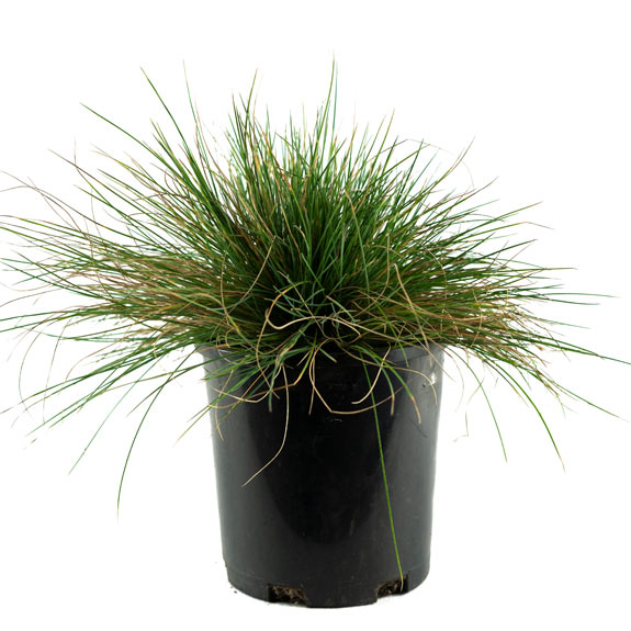 Buy Ground Cover Plants | Ground Cover Grasses Delivered