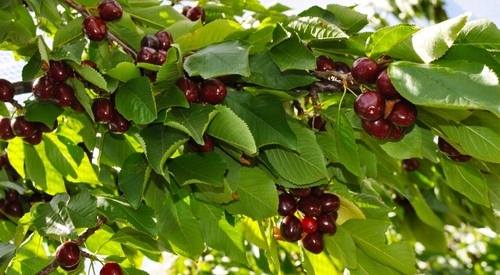 When To Plant Fruit Trees In Australia | Planting Fruit Trees