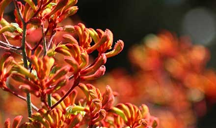 Floral Emblems Of Australian States And Territories | Floral Emblems