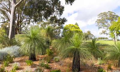 Your Complete Guide To Grass Trees | Planting Grass Trees