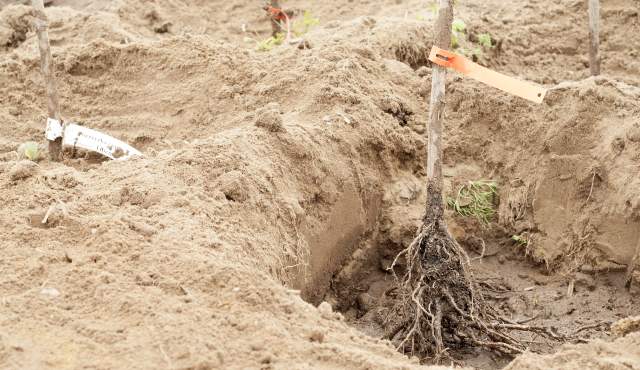 Bare Root Fruit Trees Melbourne | Bare Root Trees For Sale