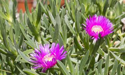 9 Best Ground Cover Plants In Australia | Ground Cover Plants