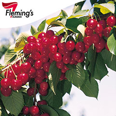 Bare Root Fruit Trees Melbourne | Bare Root Trees For Sale