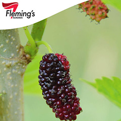 Bare Root Fruit Trees Melbourne | Bare Root Trees For Sale
