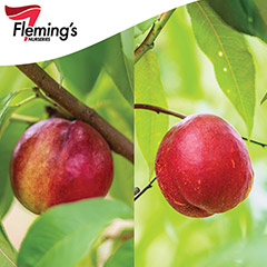 Bare Root Fruit Trees Melbourne | Bare Root Trees For Sale