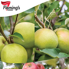 Bare Root Fruit Trees Melbourne | Bare Root Trees For Sale