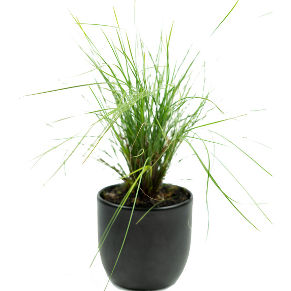 Shade Tolerant Grass Melbourne | Buy Shade Grass for Delivery