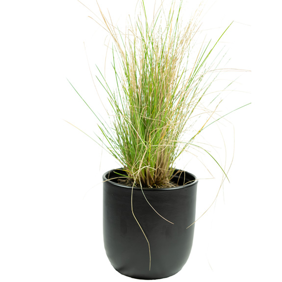Full Sun Grass Plants | Native & Ornamental Grass Plants