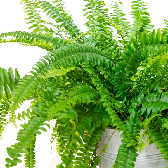 Fern Nursery | Tree Ferns for Sale Melbourne | All Green