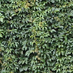 Climbers & Ground Cover | All Green Nursery Melbourne
