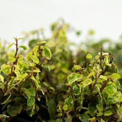 Climbers & Ground Cover | All Green Nursery Melbourne