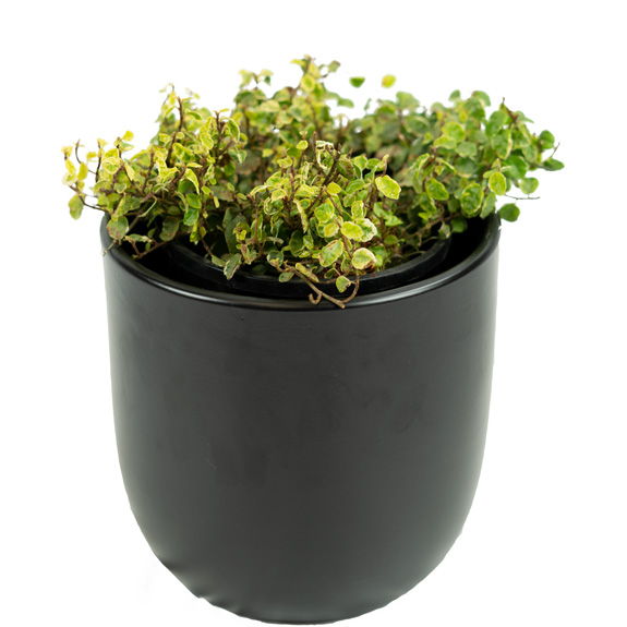 Climbers & Ground Cover | All Green Nursery Melbourne