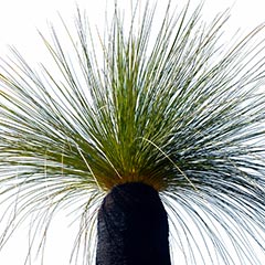 Grass Tree For Sale | Buy Grass Trees Melbourne