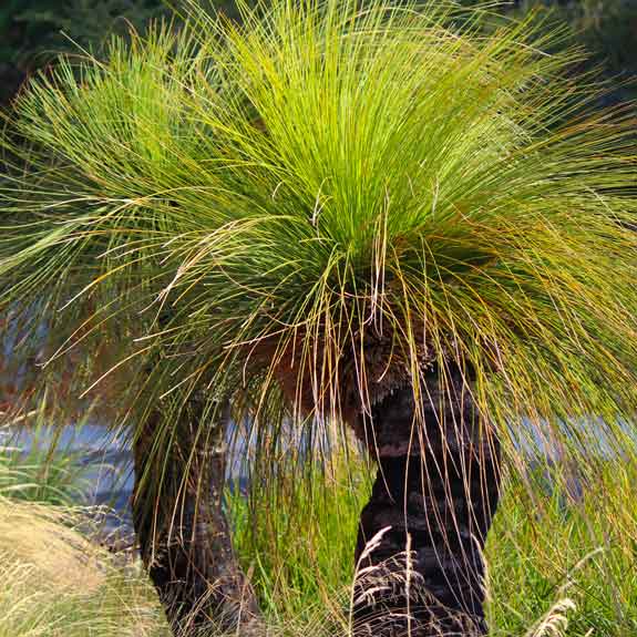 Grass Tree For Sale | Buy Grass Trees Melbourne
