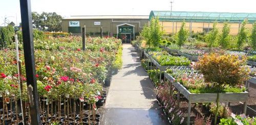 Fern Nursery | Tree Ferns for Sale Melbourne | All Green