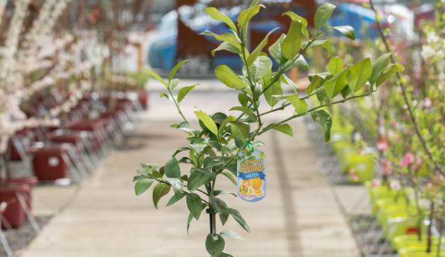 Fruit Trees Melbourne | Heritage Fruit Trees For Sale