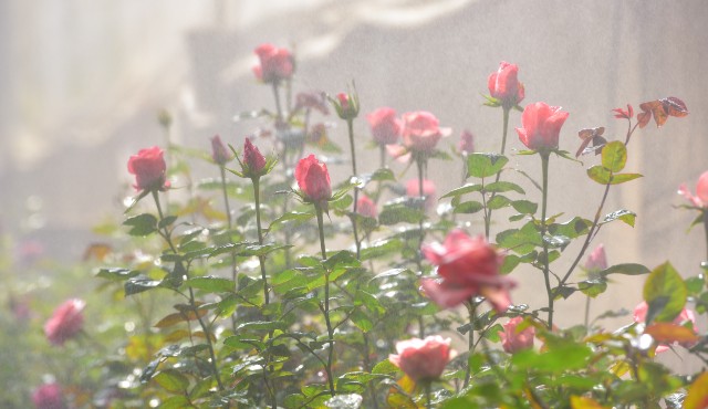 Roses Nursery Melbourne | Rose Plants Delivery Melbourne | All Green