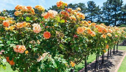 Roses Nursery Melbourne | Rose Plants Delivery Melbourne | All Green