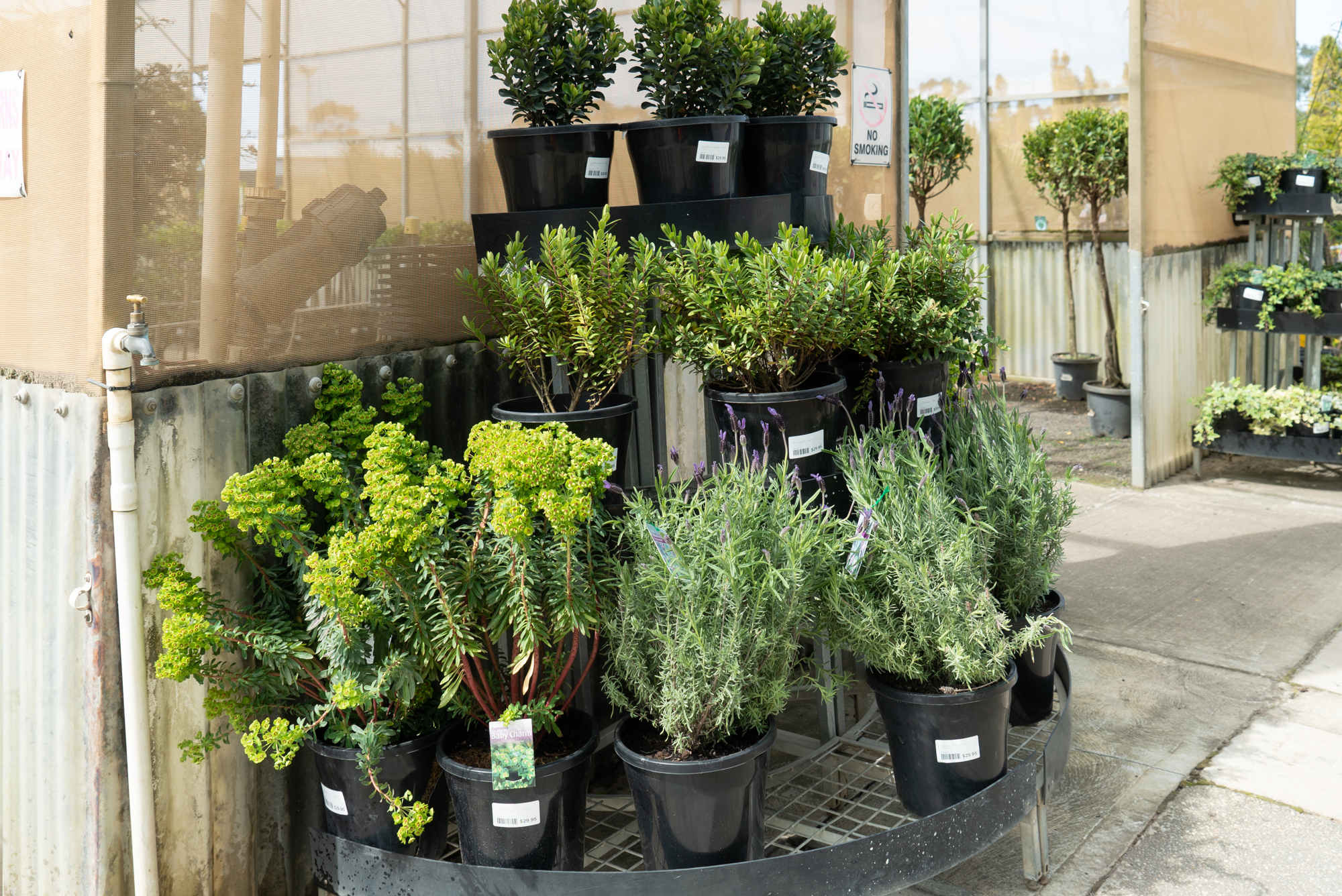 Vegetable Nursery Melbourne | Herbs & Vegetable Seeds