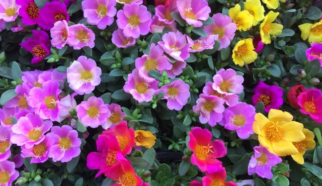 Annual Plants Melbourne | Seasonal Plant Nursery