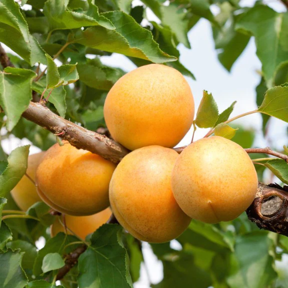 Apricot Trees For Sale Melbourne | Buy Fruit Trees | All Green