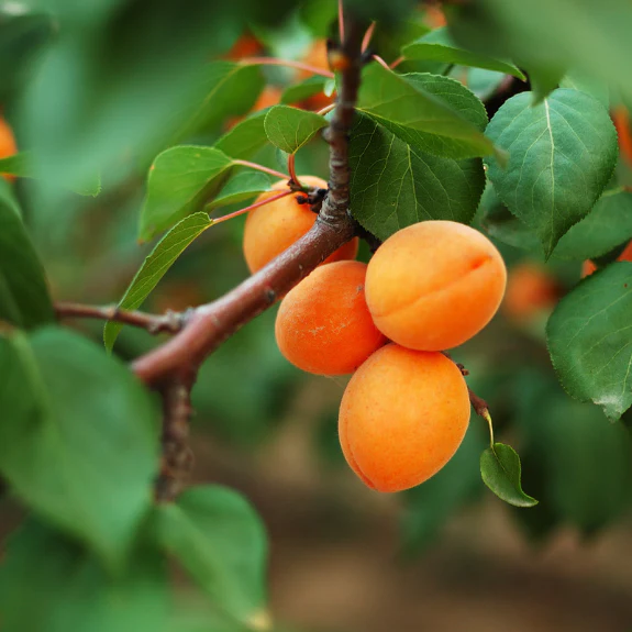 Apricot Trees For Sale Melbourne | Buy Fruit Trees | All Green