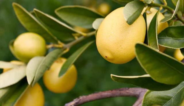 Lemon Trees For Sale Melbourne | Buy Fruit Trees | All Green