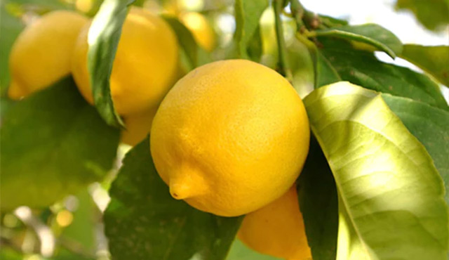 Lemon Trees For Sale Melbourne | Buy Fruit Trees | All Green