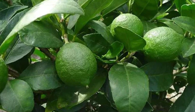 Lime Trees for Sale Melbourne | Buy Fruit Trees | All Green