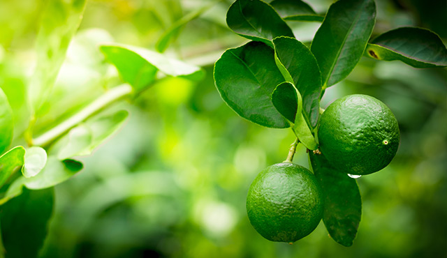 Lime Trees for Sale Melbourne | Buy Fruit Trees | All Green