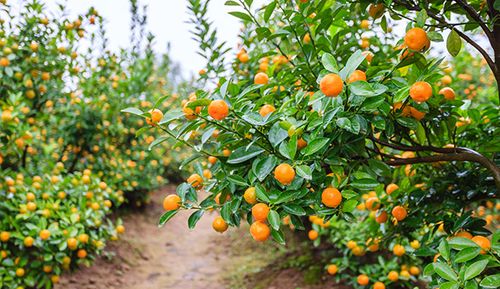 Mandarin Trees Melbourne | Buy Fruit Trees For Sale
