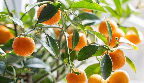 Mandarin Trees Melbourne | Buy Fruit Trees For Sale