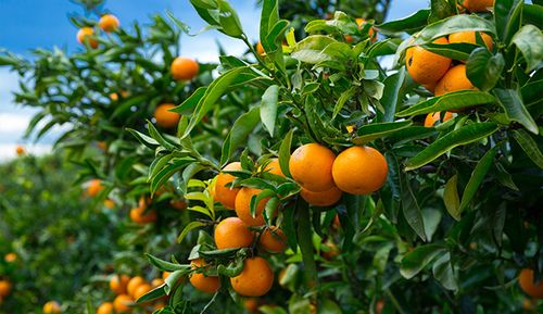 Mandarin Trees Melbourne | Buy Fruit Trees For Sale