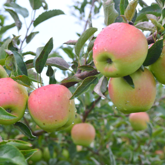 Apple Trees Melbourne | Apple Trees For Sale
