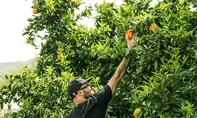 How To Prune Citrus Trees | Pruning Citrus Trees