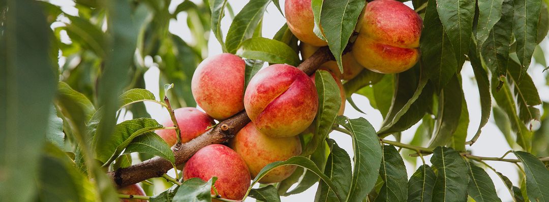 Nectarine Trees For Sale Melbourne | Buy Fruit Trees | All Green